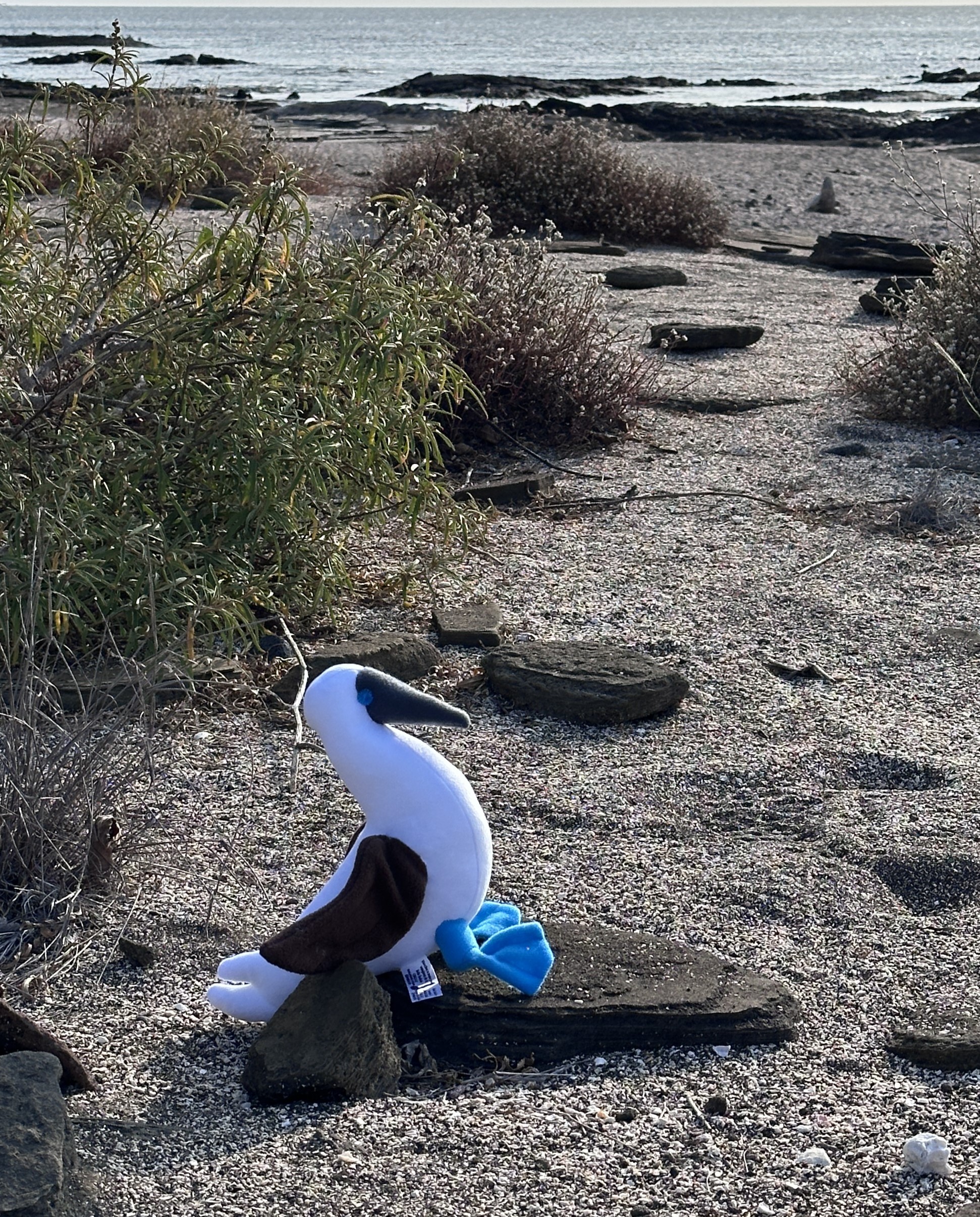 Happy Feet – Spasso: fun walks and meaningful chats